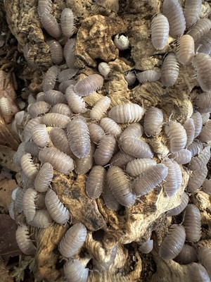 50+ Armadillidium Sandstone isopods | eBay