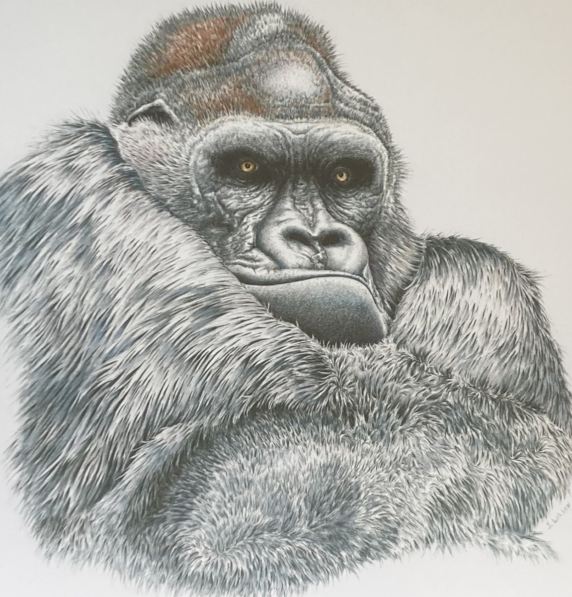 Silverback Gorilla Drawings