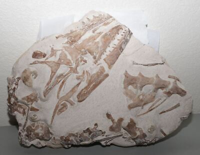 Tethysaurus Skull Skeleton Bones Mosasaur Dinosaur Age Fossil ...