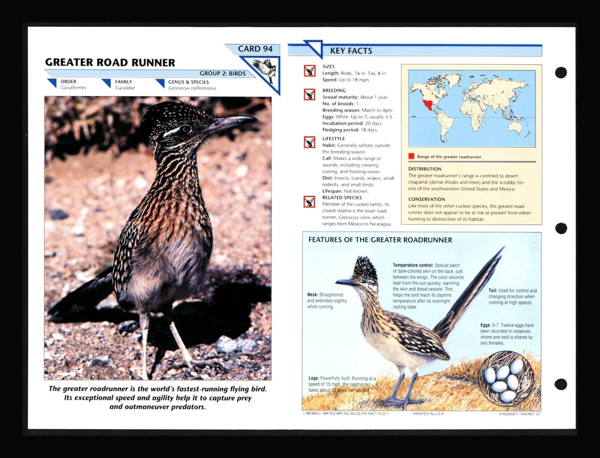 Roadrunner Animal Facts