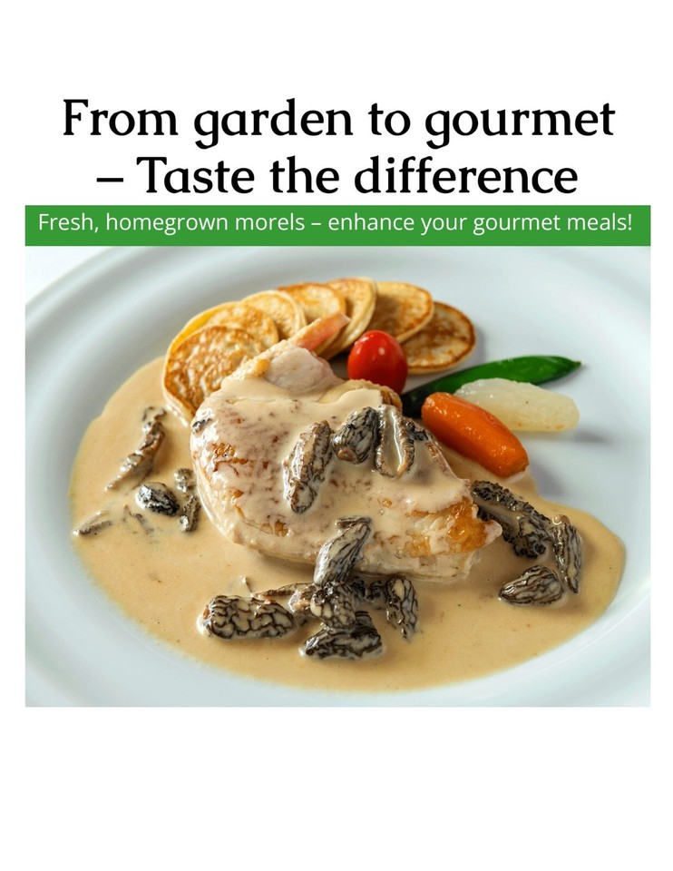 Morel Mushroom Grow Kit - GROW MORELS IN YOUR BACKYARD - WORKS IN ANY ...