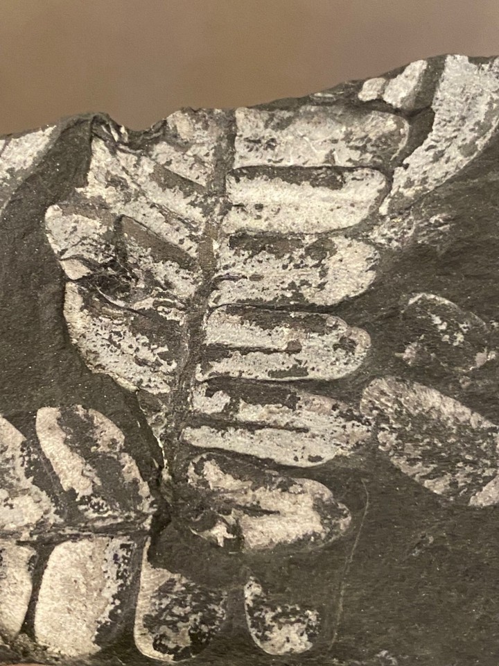 Extinct Fossil Fern Plant Leaf Plate from St Clair Carboniferous age ...