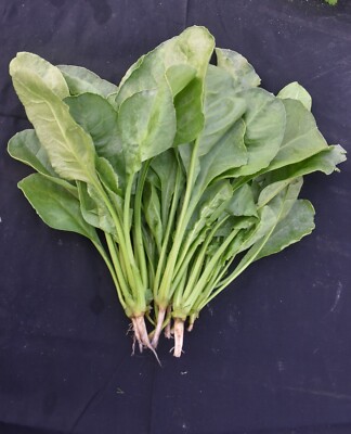 100 Grams Spinach Kopi Palong Shak Indian Spinach Seeds Bangladeshi ...