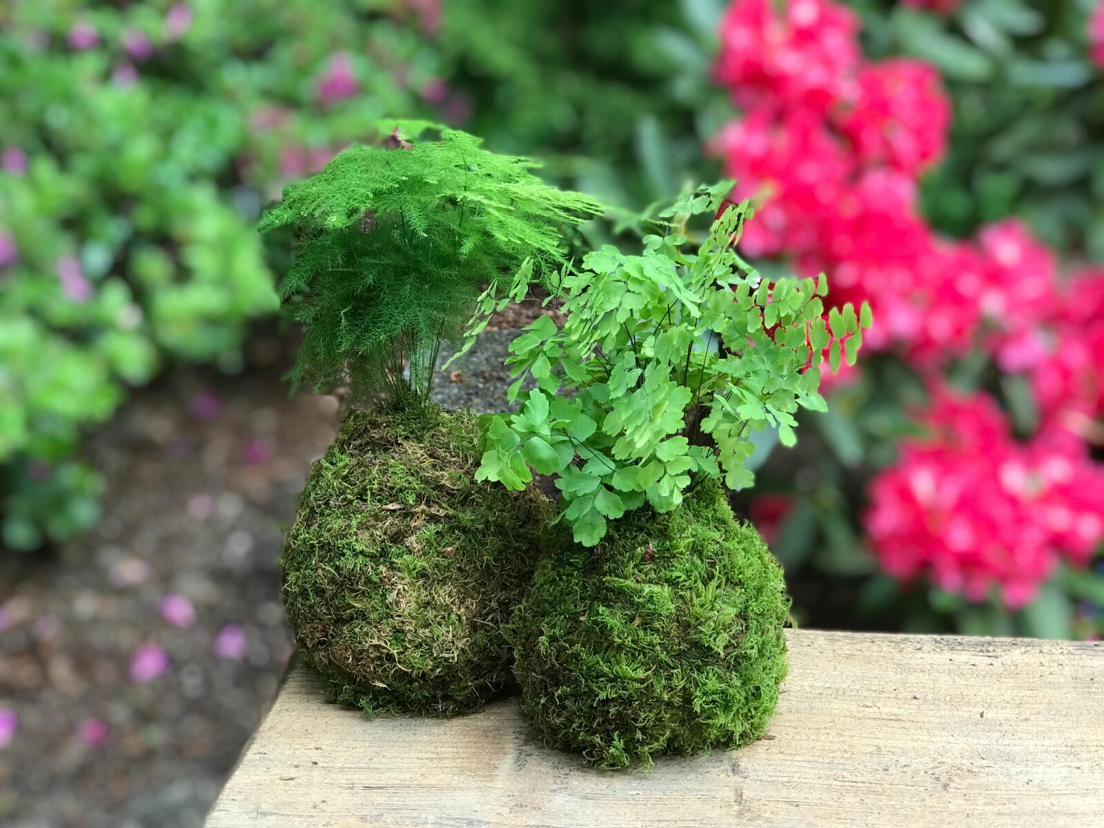 “Kokedama” Traditional Japanese Moss Ball Garden – Handmade with Live ...