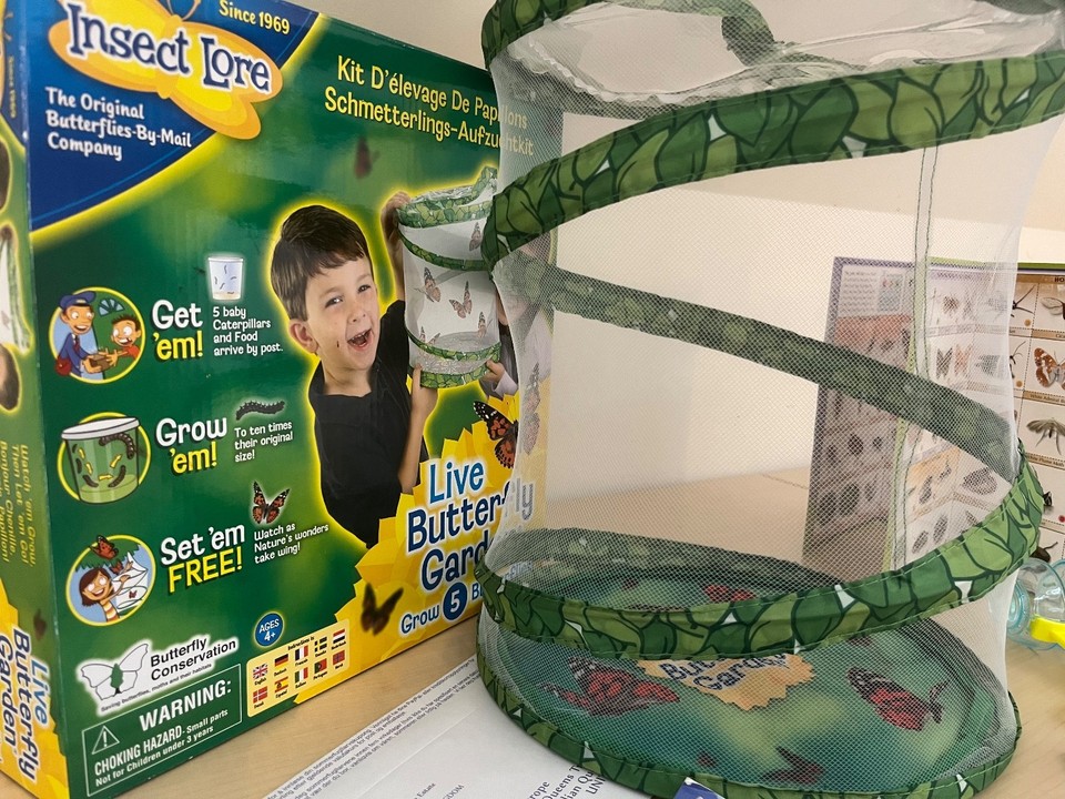 Live Butterfly Garden plus Bug Hunter set | eBay UK