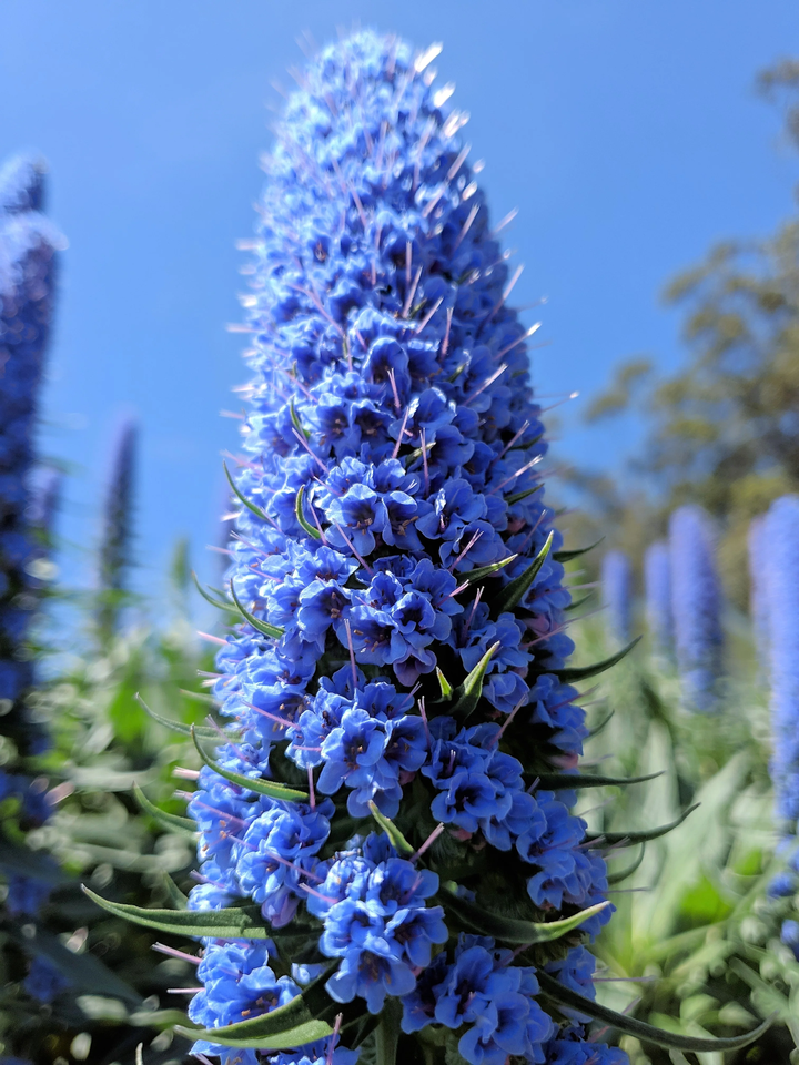 40 Blue PRIDE OF MADEIRA Echium Candicans Fastuosum Nectar Flower Seeds ...