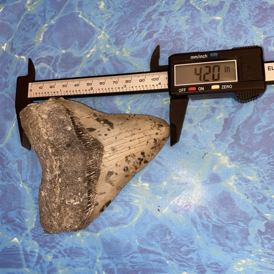 MEGALODON SHARK TOOTH 4.57” HUGE TEETH MEG SCUBA DIVER DIRECT FOSSIL NC ...