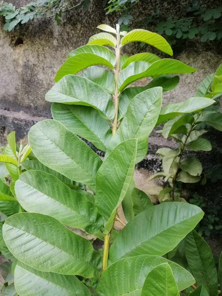 Premium Fresh Dried 30 Guava Leaves Weight Loss Hojas de Guayaba ...