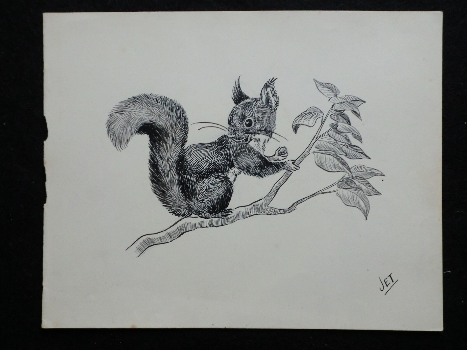 JOHN TICKNER (JET) Original Artwork Pen and Ink Cartoon - Squirrel up a ...