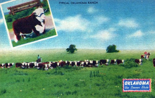 Typical Oklahoma Ranch The Sooner State Heffer Angus Vintage Linen Post ...