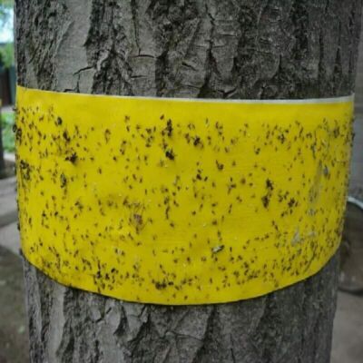 4"x 55 Yard Insect Bug Fly Sticky Glue Catcher Tape Ribbon Tree Garden ...