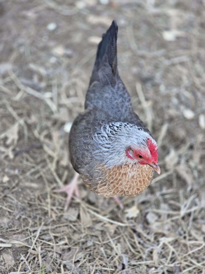6 - Old English Game Bantam Hatching Eggs- Barnyard Mix | eBay