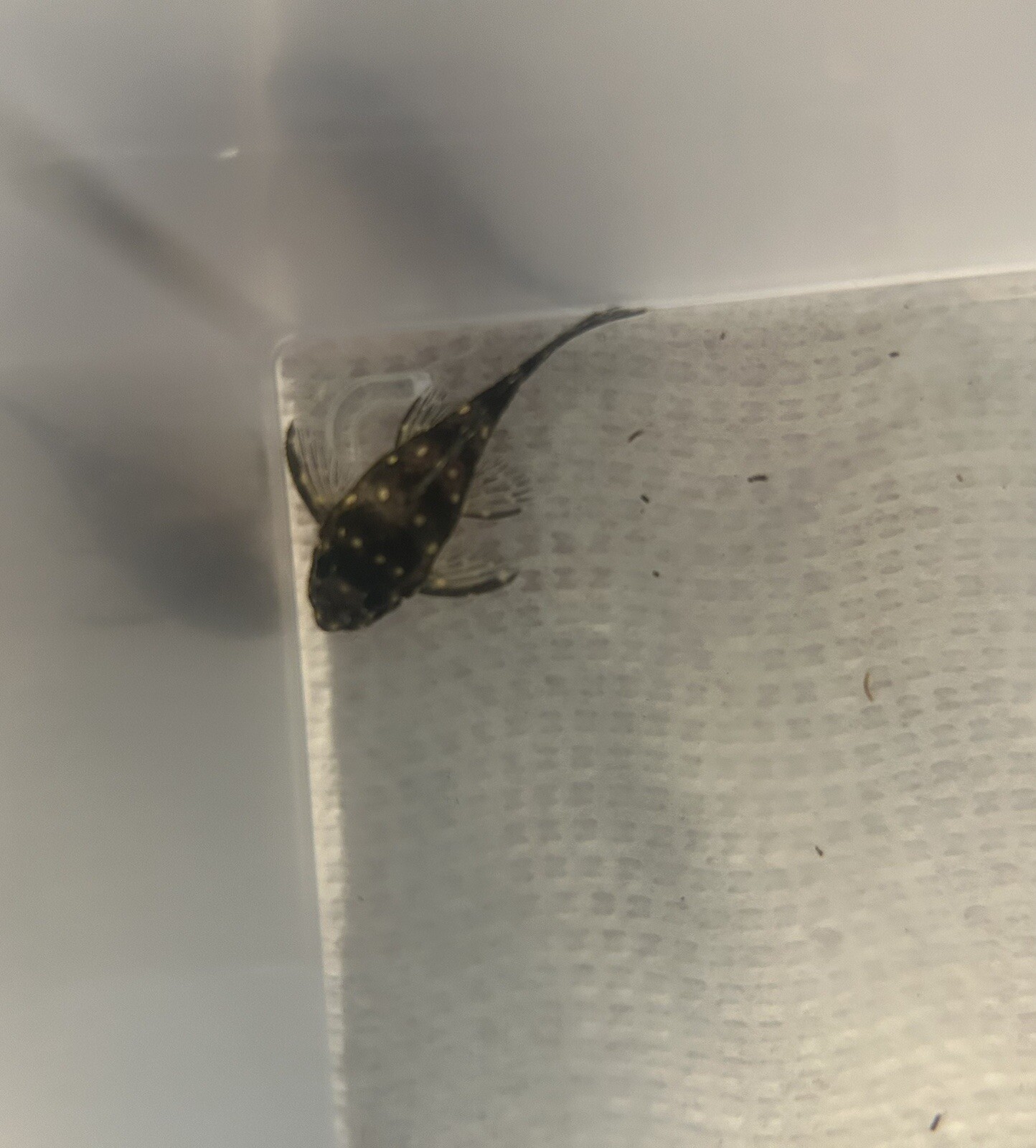 L201 Snowball (Orinoco Angel) Pleco .5”-1” | eBay