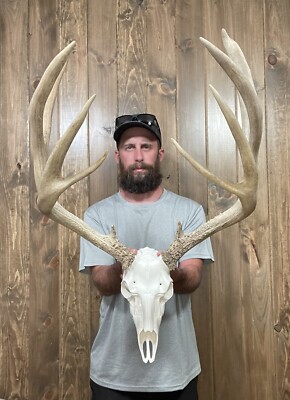 Huge Tall 5x5 Mule Deer Antler Horn Fake Skull Mount Taxidermy Rack Man ...