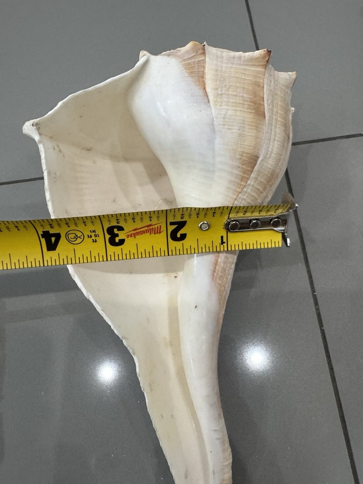 Large Florida ~Lightning Whelk Hand Collected Shell Excellent a | eBay