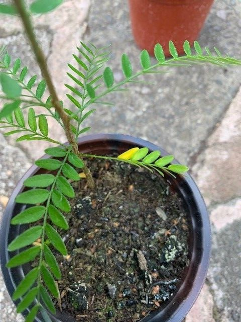 Caspian Locust Tree 1 year old/ Garden/ Ornamental tree | eBay