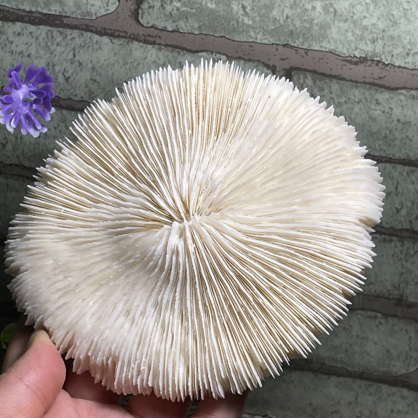 Top! Mushroom Coral Sea Shell Bulk-Coastal Home Decor White Coral Gem ...