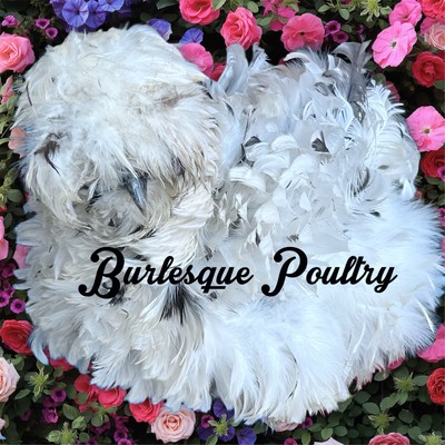 1 Doz SilkieEggs.hatching Eggs.,Satin.Frizzle,Paint | eBay