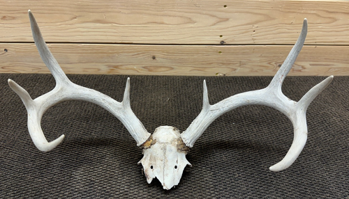 Whitetail Deer Big 8 Point Antlers with partial Skull from Texas - Lot ...
