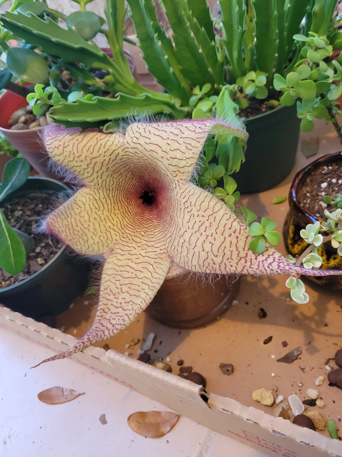 Stapelia gigantea Carrion Flower, Carrion Plant, Starfish Plant starter ...