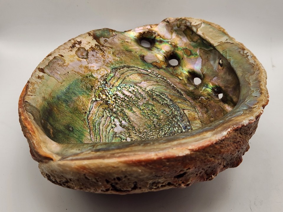 Red Abalone Haliotis Rufescens Large 8.5"x6.75" 1lb 7oz Mother Of Pearl ...