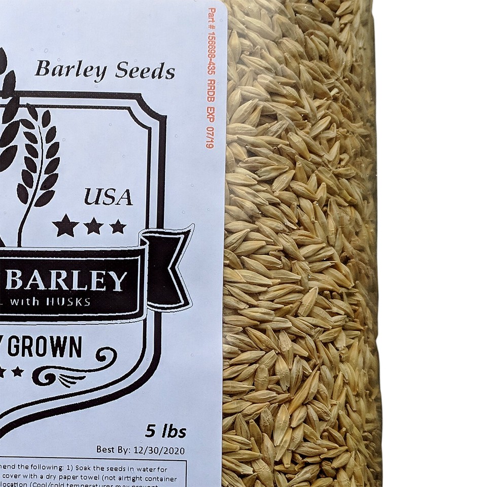 Barley Seeds 🔥 Bulk 5-10 # Sprouting-Juicing-Malt-Brewing-Beer Making ...