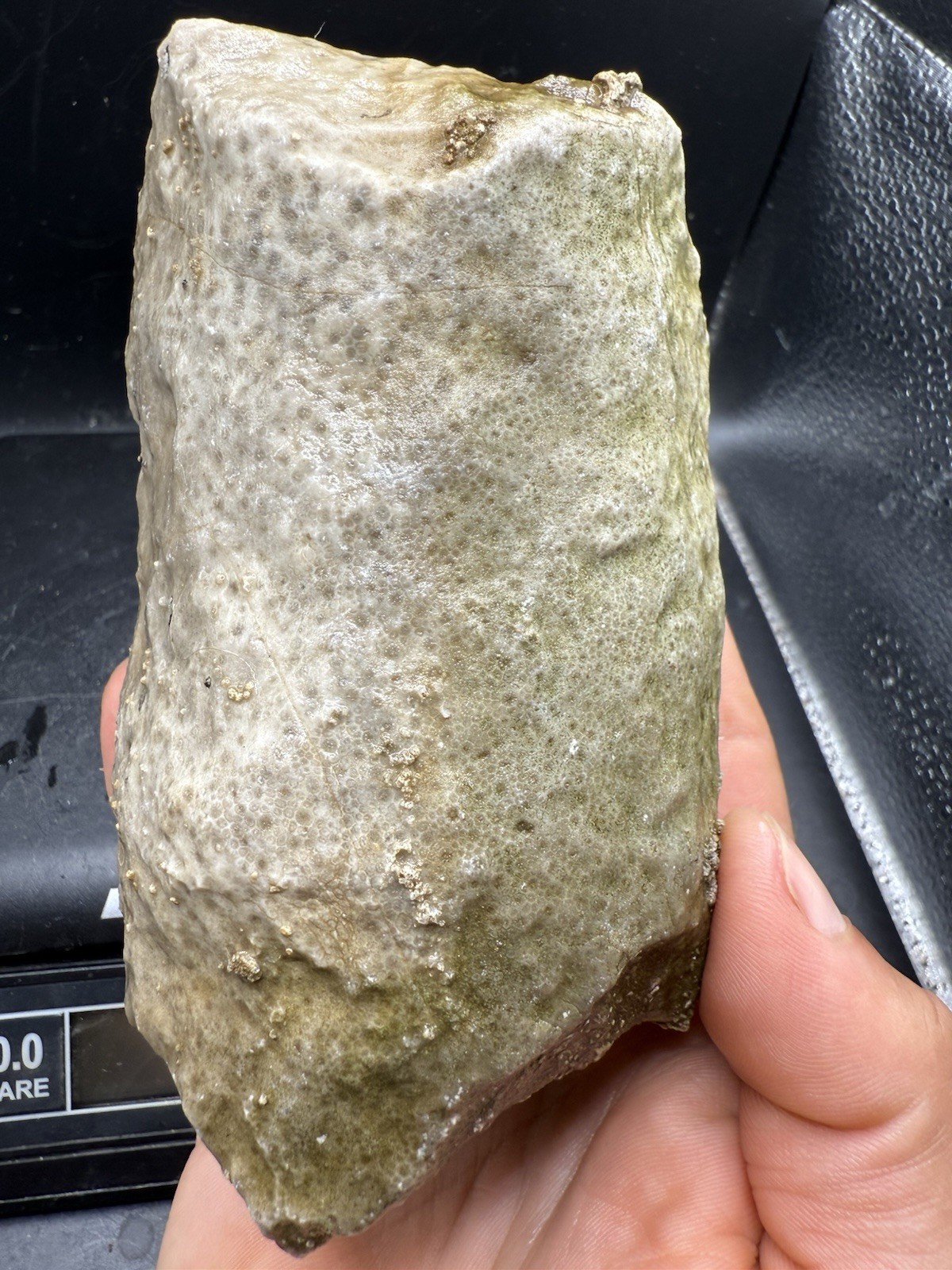Massive Agatized Indiana Horn Coral Fossil Limestone Agate Crystal ...