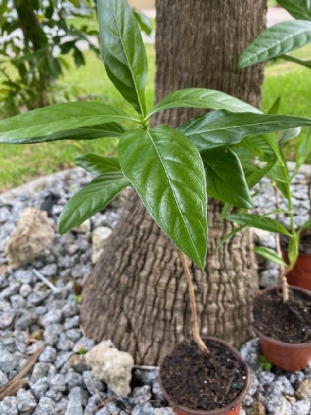 NONI SEEDLINGS (MORINDA CITRIFOLIA) aka INDIAN MULBERRY/NONI/CHEESE ...