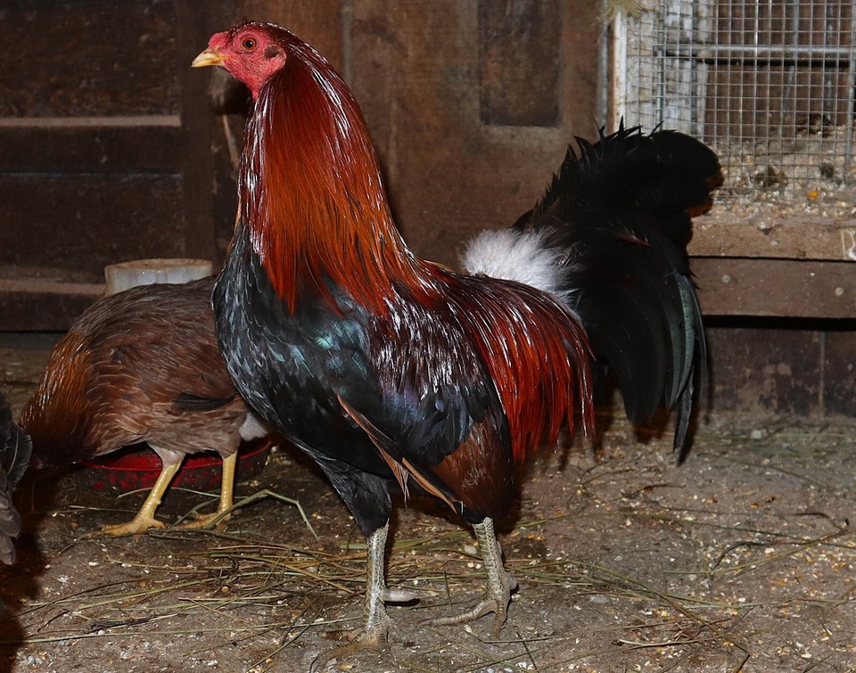 12 Eggs 4 Asil Cross Gamefowl Eggs, 8 Leiper x Doc Robinson Cross | eBay