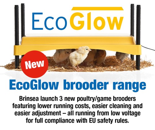 Brinsea EcoGlow 1200 Chick Brooder (Poultry, Chickens, Hens) (WITH FREE ...