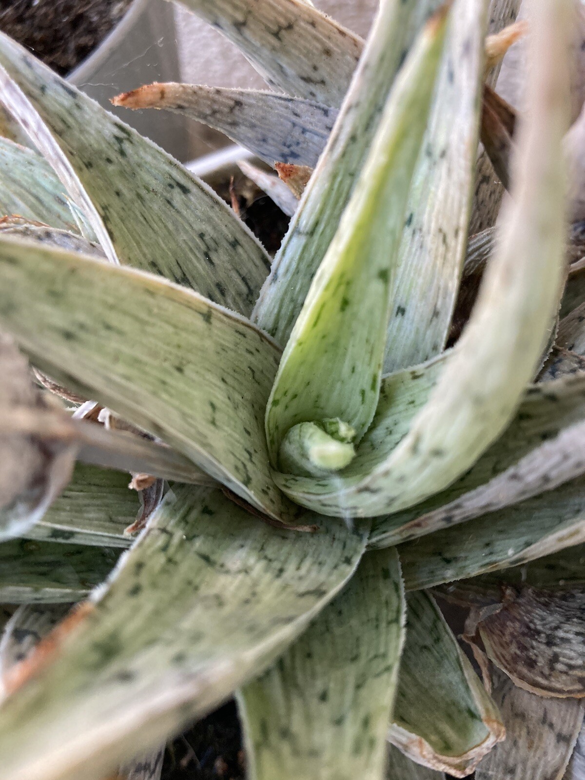 Aloe ‘Moon Dance’ exotic rare white color succulent Pup For Rooting | eBay