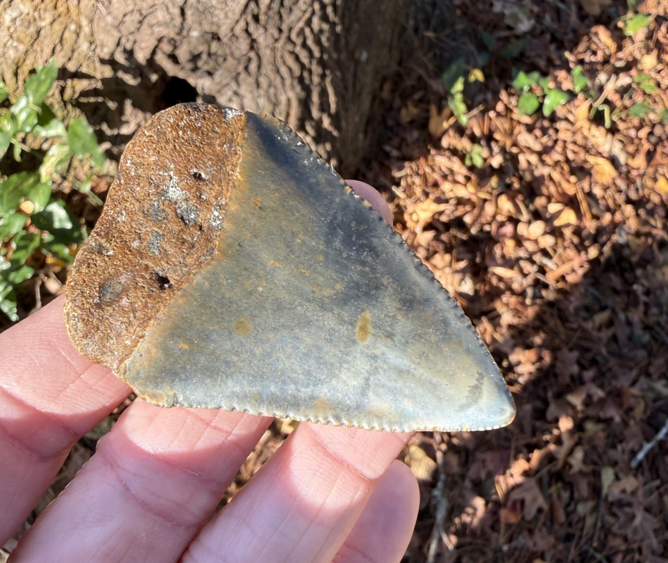 XL Monster Size 2.75" Great White Tooth Fossil Megalodon Era | eBay