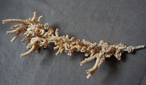 Serpulorbis roussaei 330 mm F+++ 13 inches LONG size WORM SHELL specimen WOW!! | eBay