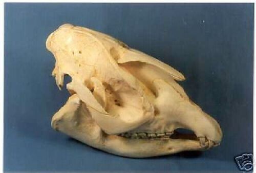 Bairds Tapir Skull Replica | eBay