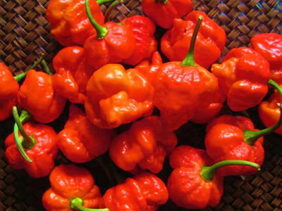 Trinidad 7 Pot / Pot Brain Strain Chilli - One of the Most Rare ...