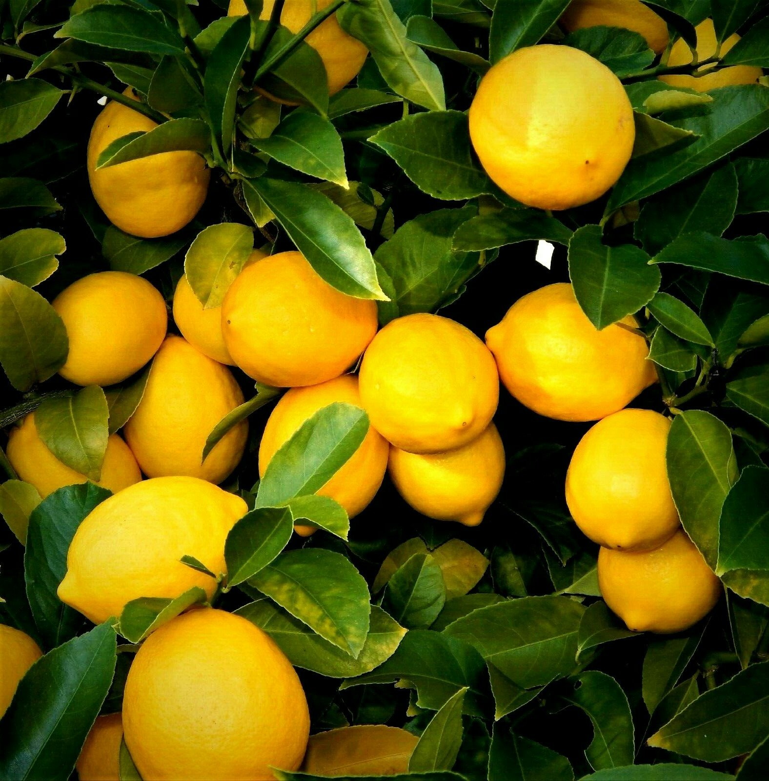LIVE PLANTS LEMON TREES 1FT. EDIBLE CITRUS FRUIT STARTER SEEDLING ...