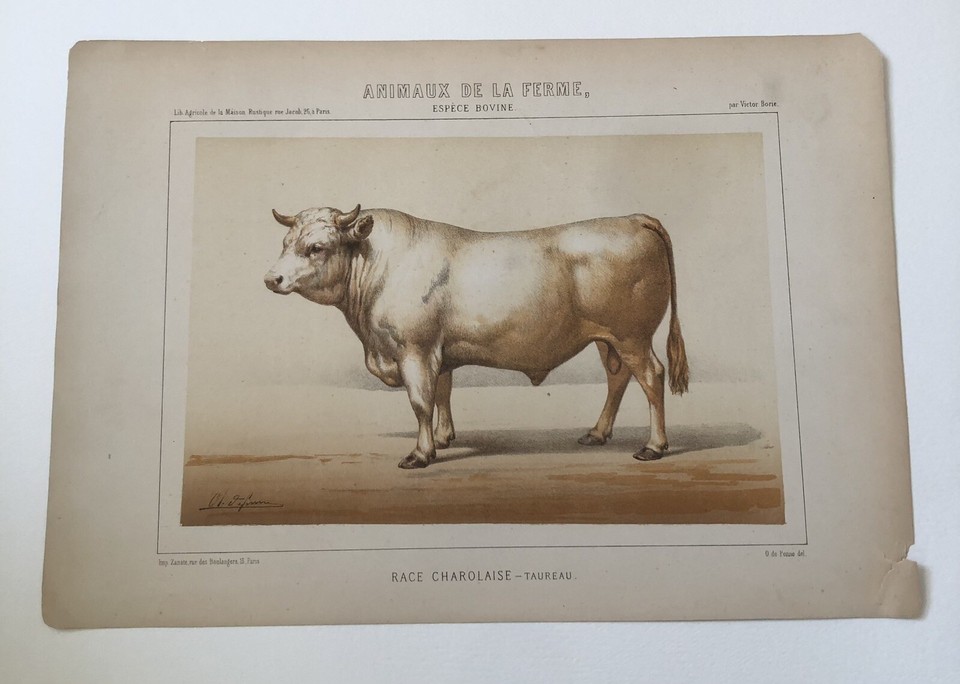 Victor Borie (1818-1880) Farm Animals Bovine Species Race Charolaise ...