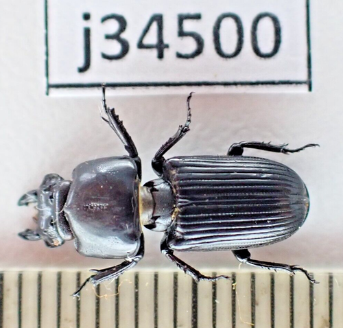 j34500. Insects, Lucanidae: Nigidius sp. Vietnam, Nghe An | eBay