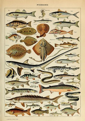 Vintage Fish Poissons Identification Art Illustration Poster Home Decor ...