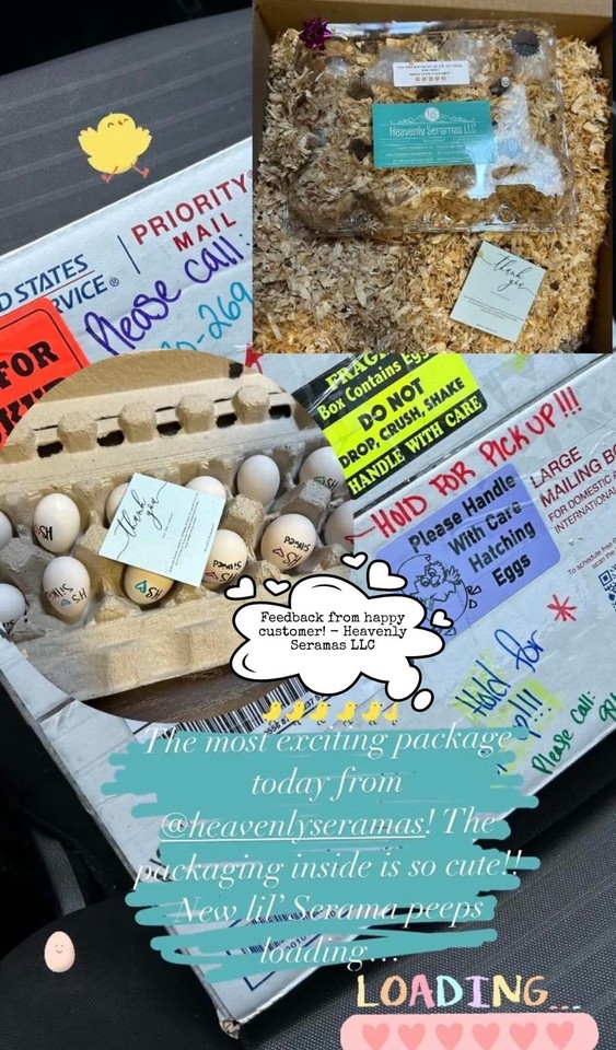 12+ NPIP & AI Clean, Pure Serama Hatching Eggs - Traditional and ...