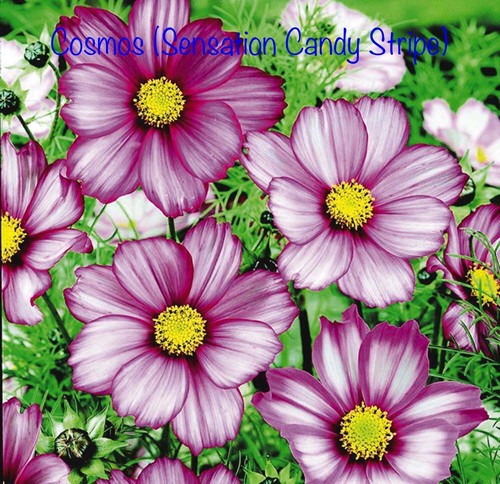 Cosmos (Sensation Candy Stripe) 700+ Seeds. Homegrown. Instructions ...