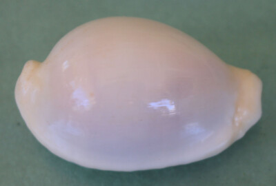 Ovula ovum dwarf 49mm super caught in 100 meters deep Mindanao PS Sept ...