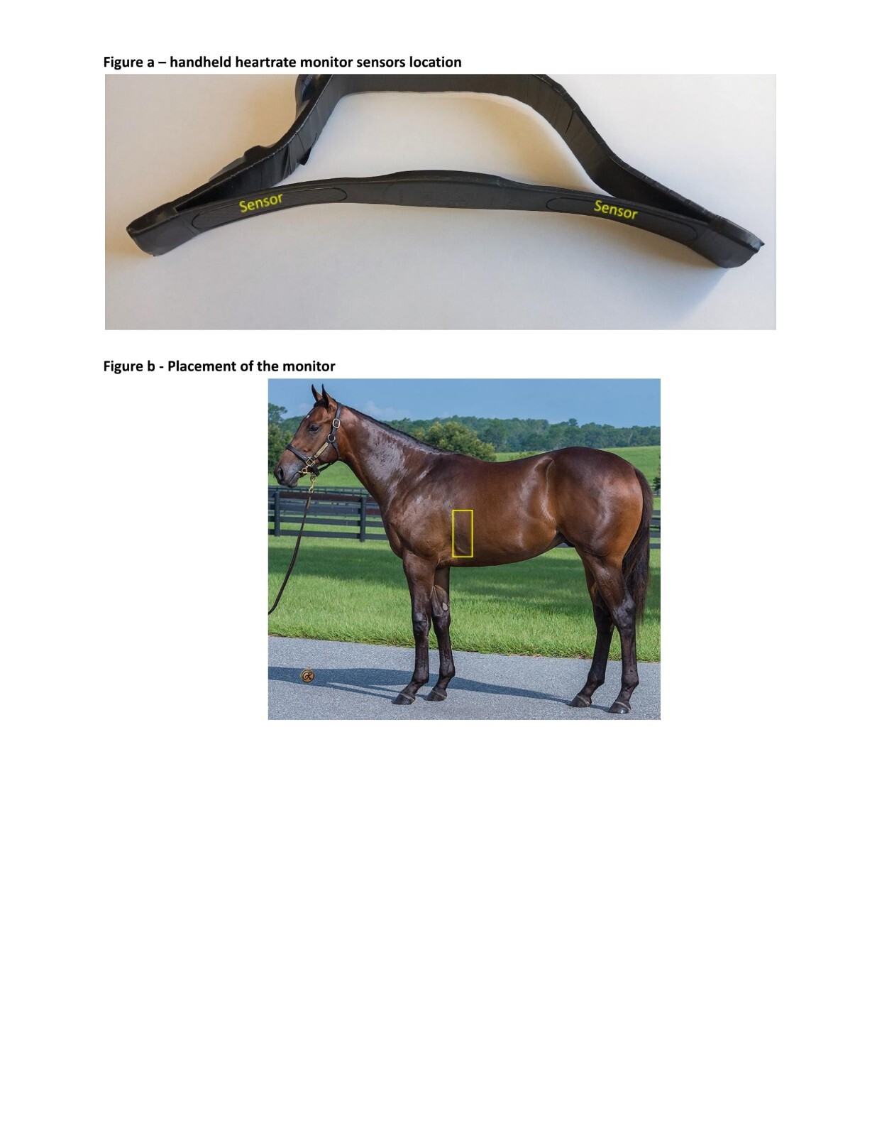 Horse Equine Heart Rate Monitor - Handheld for training and competition ...