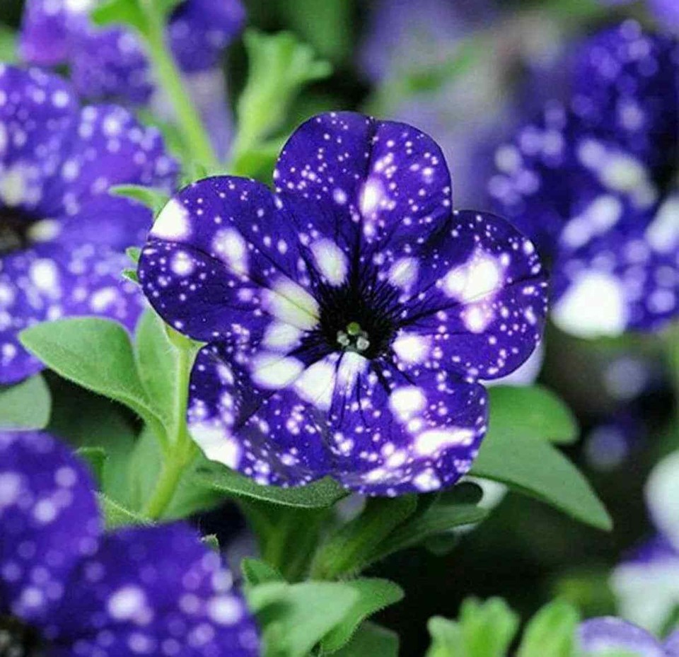 Petunia Starry Sky Blue Seeds ~ Night Sky ~ Grow Your Own ~ Spring ...