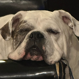 Gemini Dreamers | eBay Stores