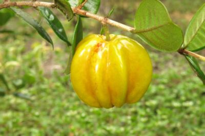 Star Cherry Tree Pitangatuba Fruit Tree | eBay