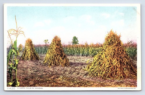 Postcard Corn Field in Kansas Phostint Detroit Publishing Co | eBay