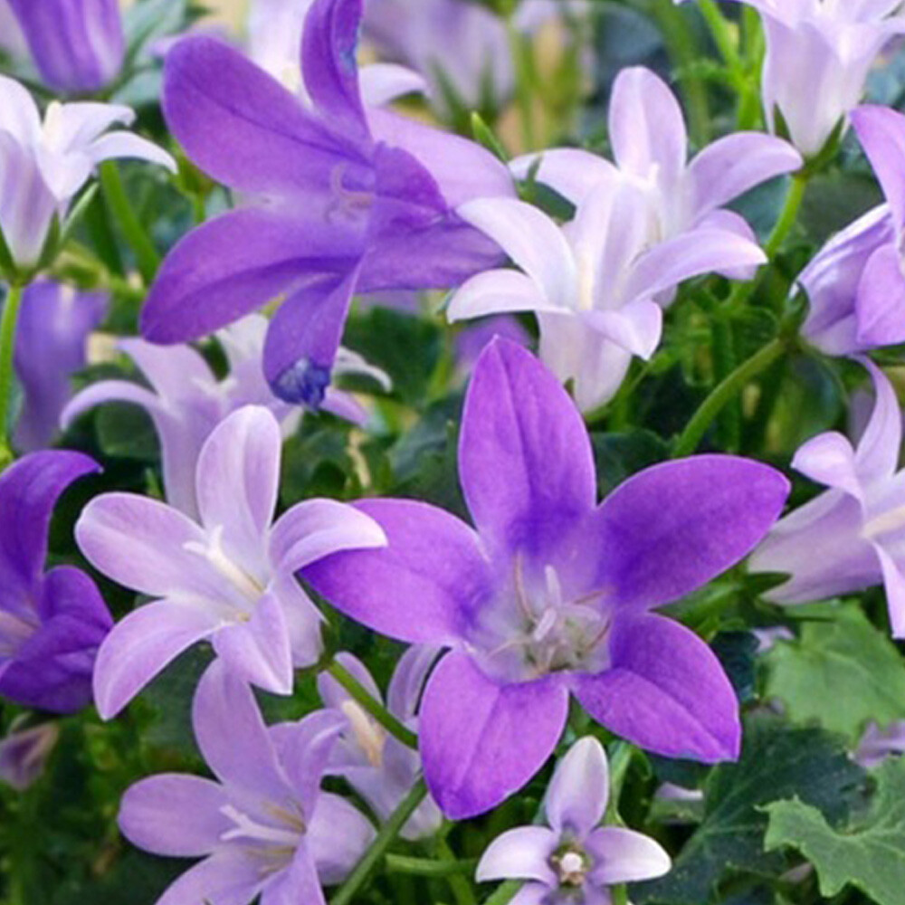 Seasonal Perennial Border Collection Garden Plants 5,10, 15 x 9cm Pot ...