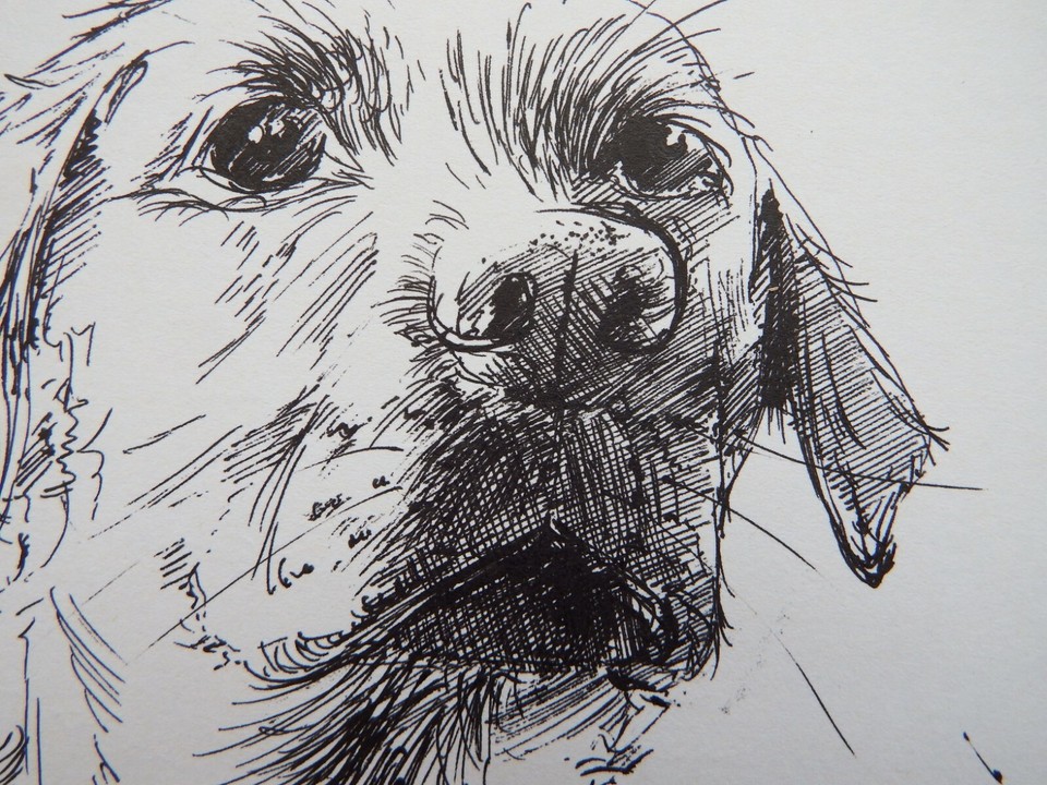 Original small hand drawn pen & ink dog drawing sketch of the head of a ...
