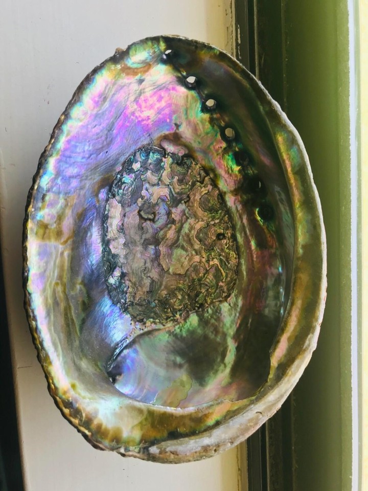 Large Abalone Shell Natural Paua Rainbow LG Sea Green Blue Shell Beach ...